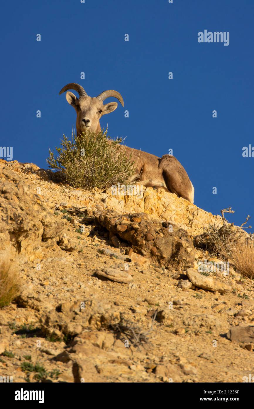 Bighorn sheep (Ovis canadensis), Walker Lake Recreation Area ...