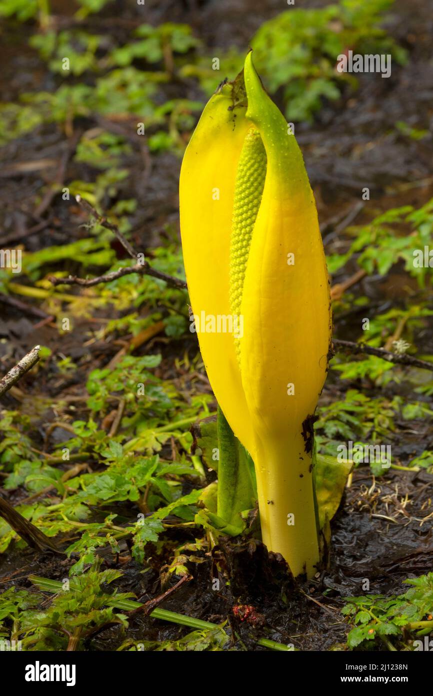 Western skunk cabbage (Lysichiton americanus), Siuslaw National Forest ...