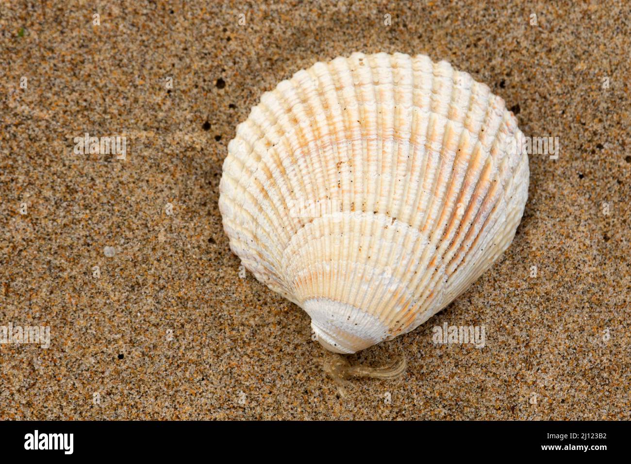 Cockle shell, Cape Lookout State Park, Oregon Stock Photo - Alamy