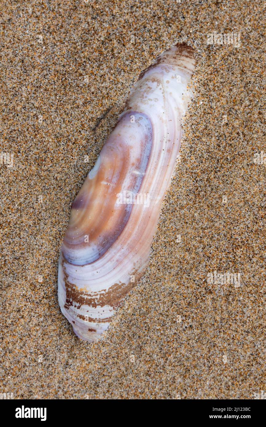 Razor clam siliqua patula shell hi-res stock photography and images - Alamy