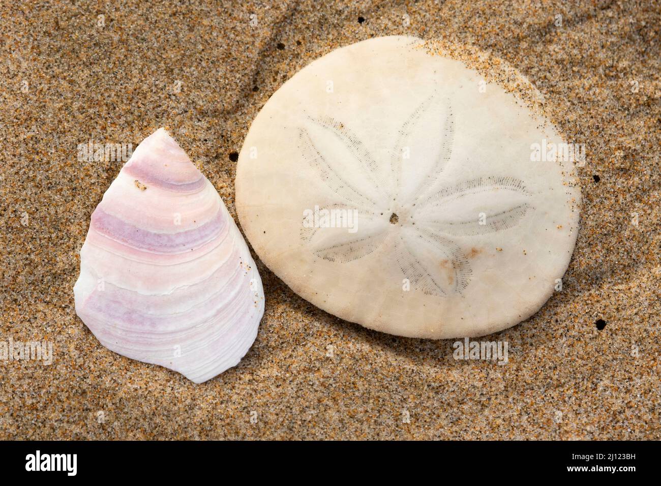 Sand dollar shell on beach, Cape Lookout State Park, Oregon Stock Photo ...
