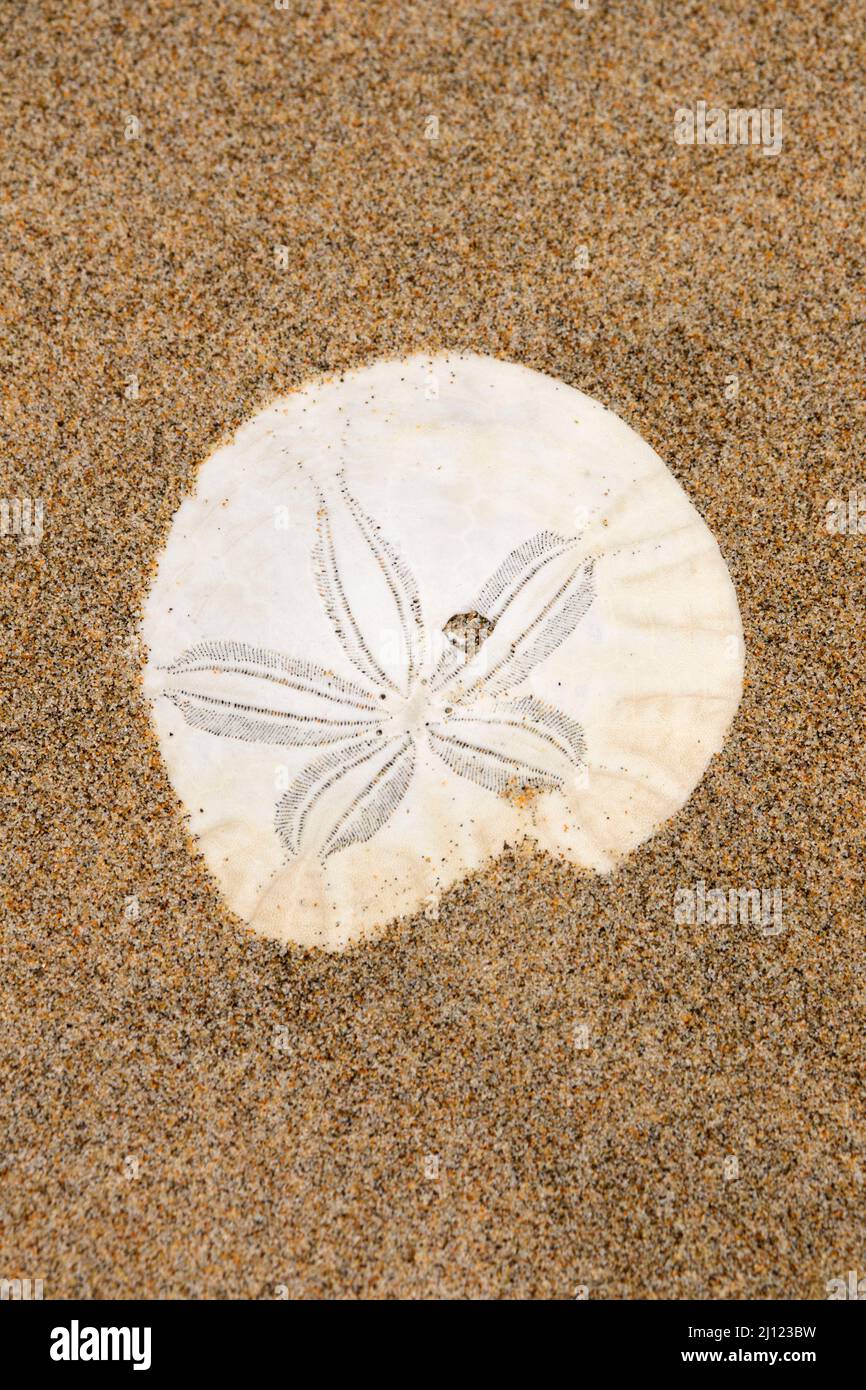 Sand dollar shell on beach, Cape Lookout State Park, Oregon Stock Photo ...