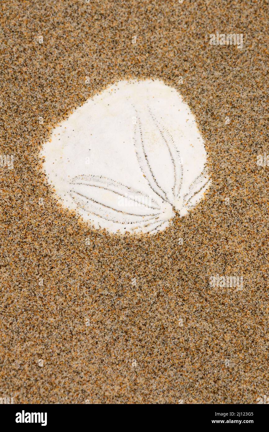 Sand dollar shell on beach, Cape Lookout State Park, Oregon Stock Photo ...