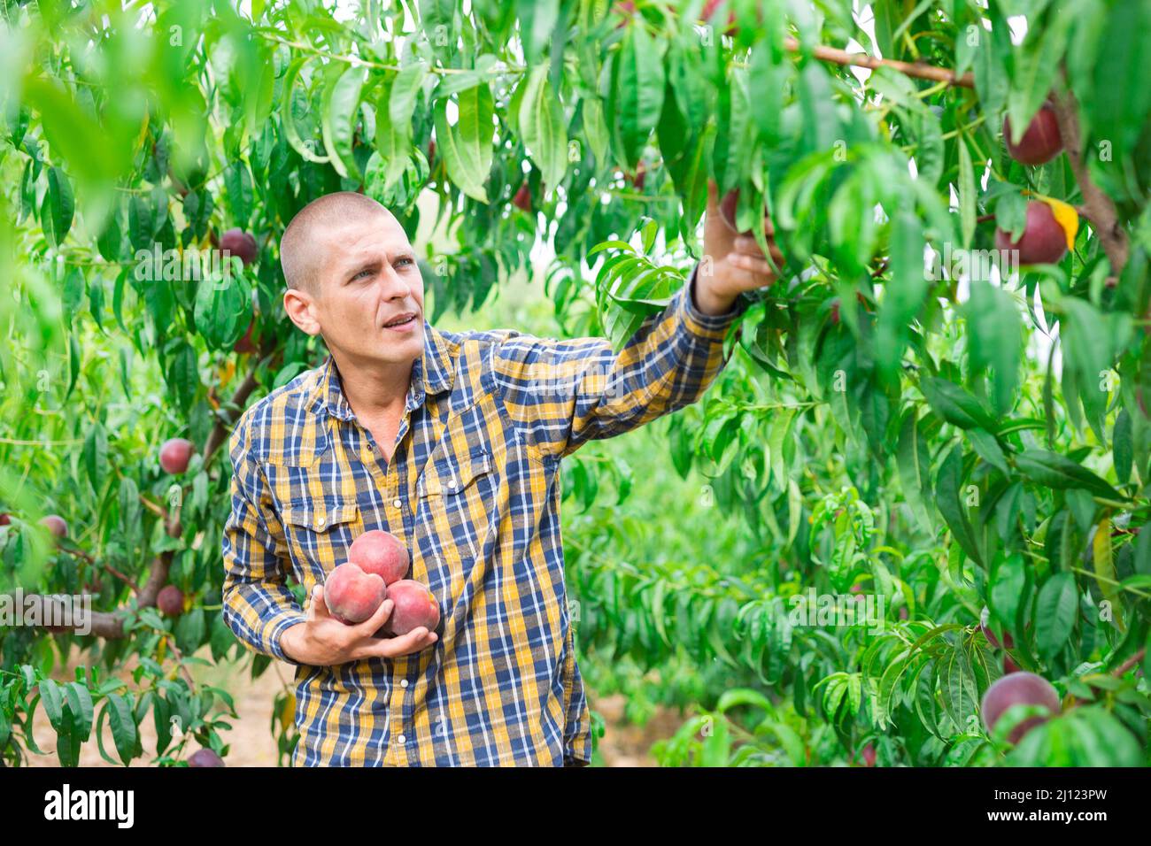 Peach picker hi-res stock photography and images - Alamy