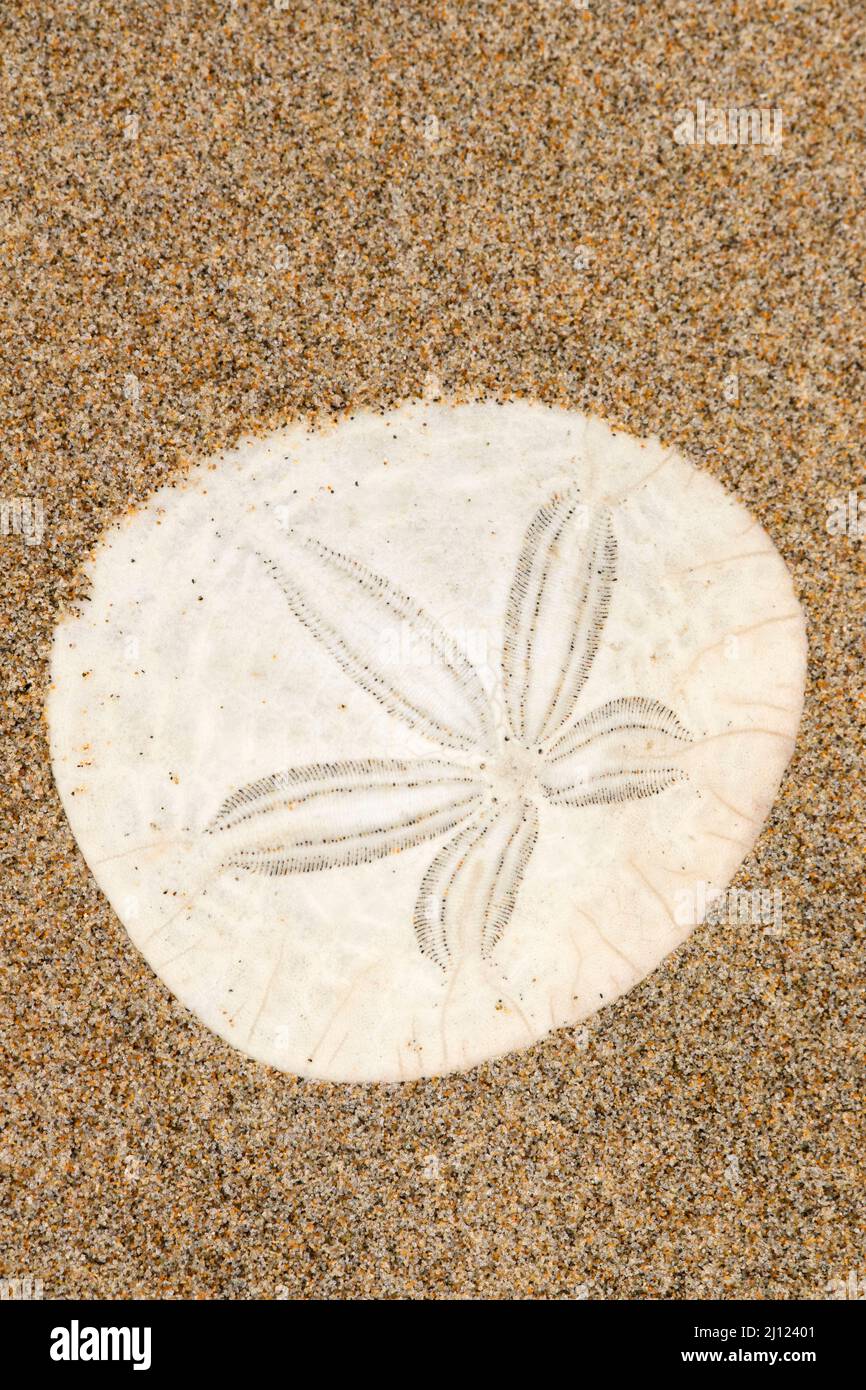 Sand dollar shell on beach, Cape Lookout State Park, Oregon Stock Photo ...