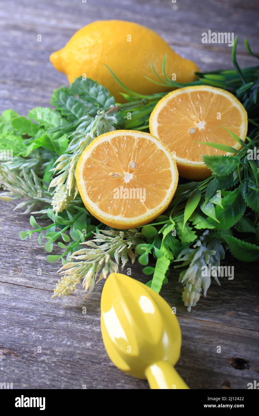 Vertical cross section leaf hi-res stock photography and images - Alamy