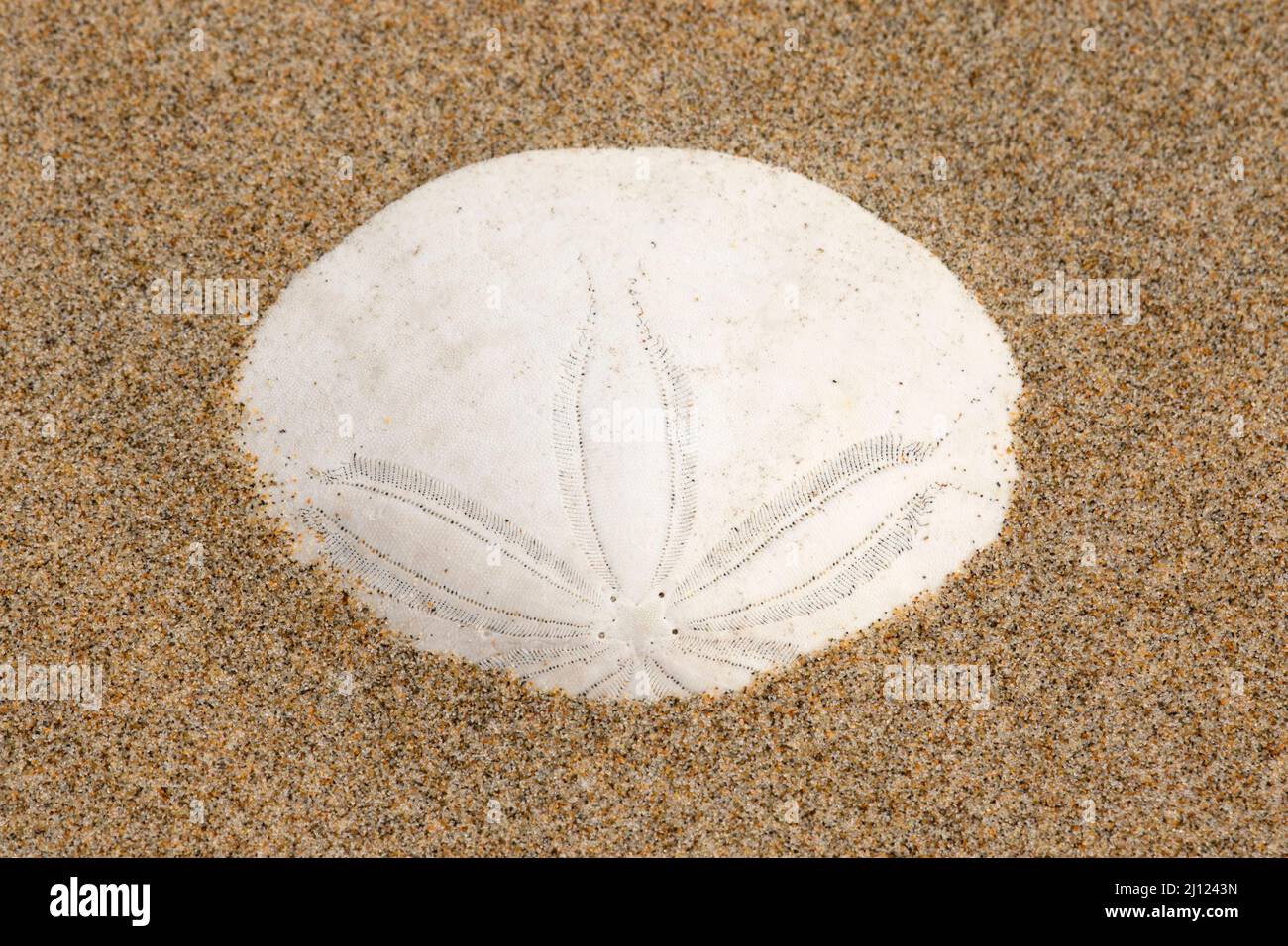Sand dollar shell on beach, Cape Lookout State Park, Oregon Stock Photo ...