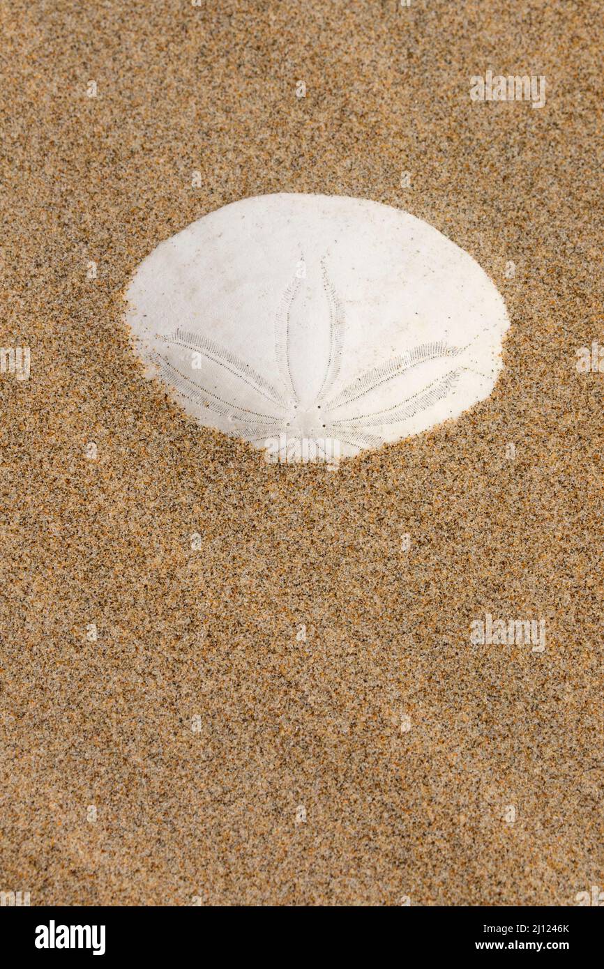 Sand dollar shell on beach, Cape Lookout State Park, Oregon Stock Photo ...