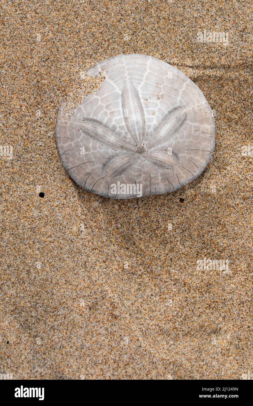 Sand dollar shell on beach, Cape Lookout State Park, Oregon Stock Photo ...