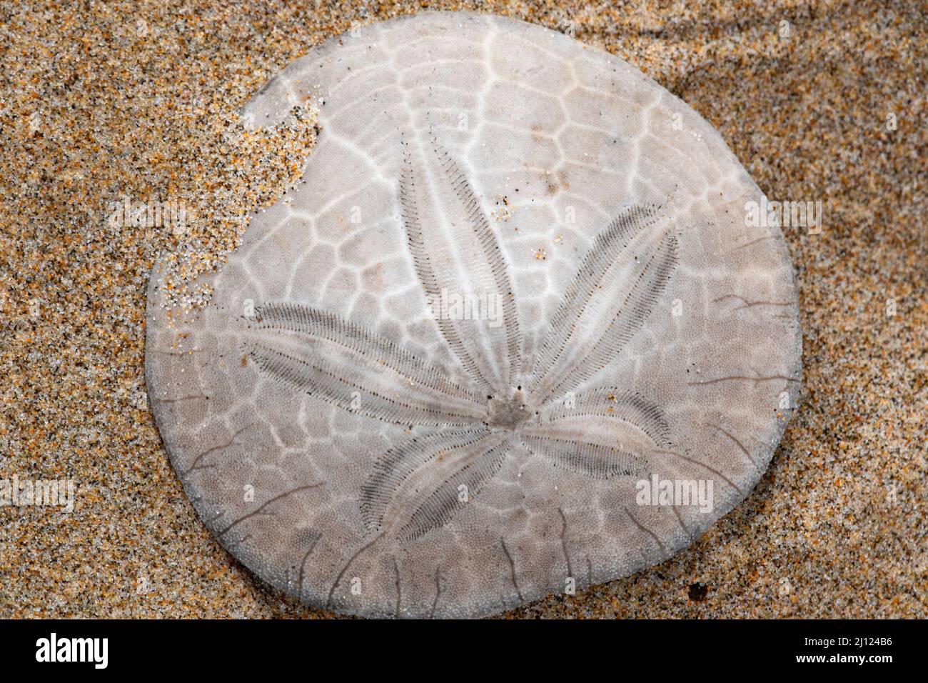 Sand dollar shell on beach, Cape Lookout State Park, Oregon Stock Photo ...
