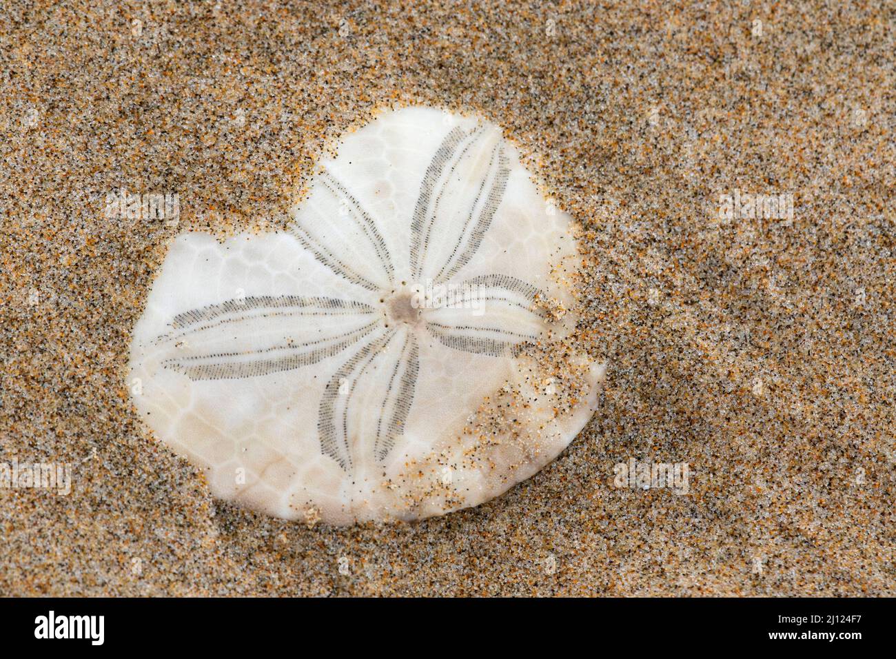 Sand dollar shell on beach, Cape Lookout State Park, Oregon Stock Photo ...