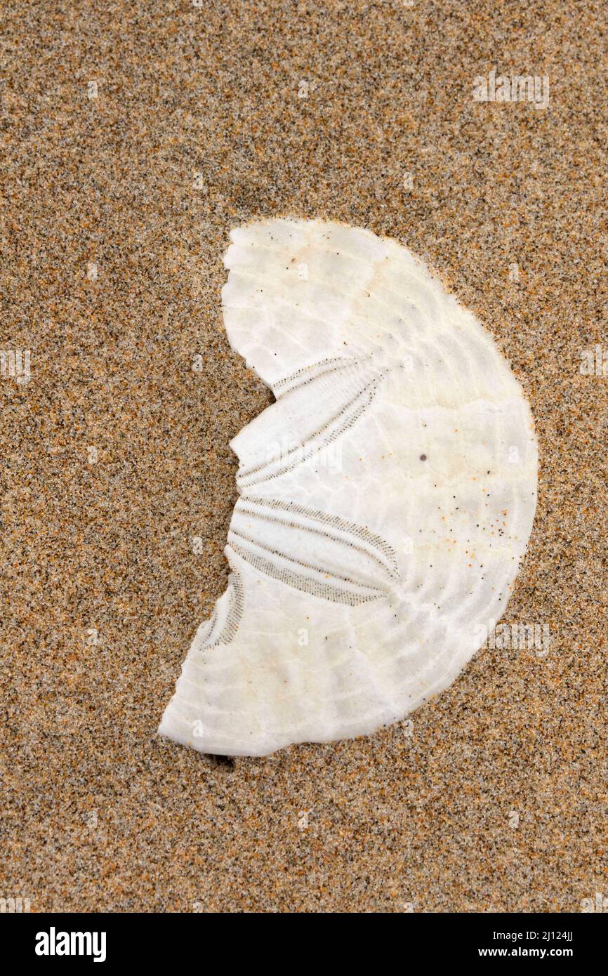 Sand dollar shell on beach, Cape Lookout State Park, Oregon Stock Photo ...