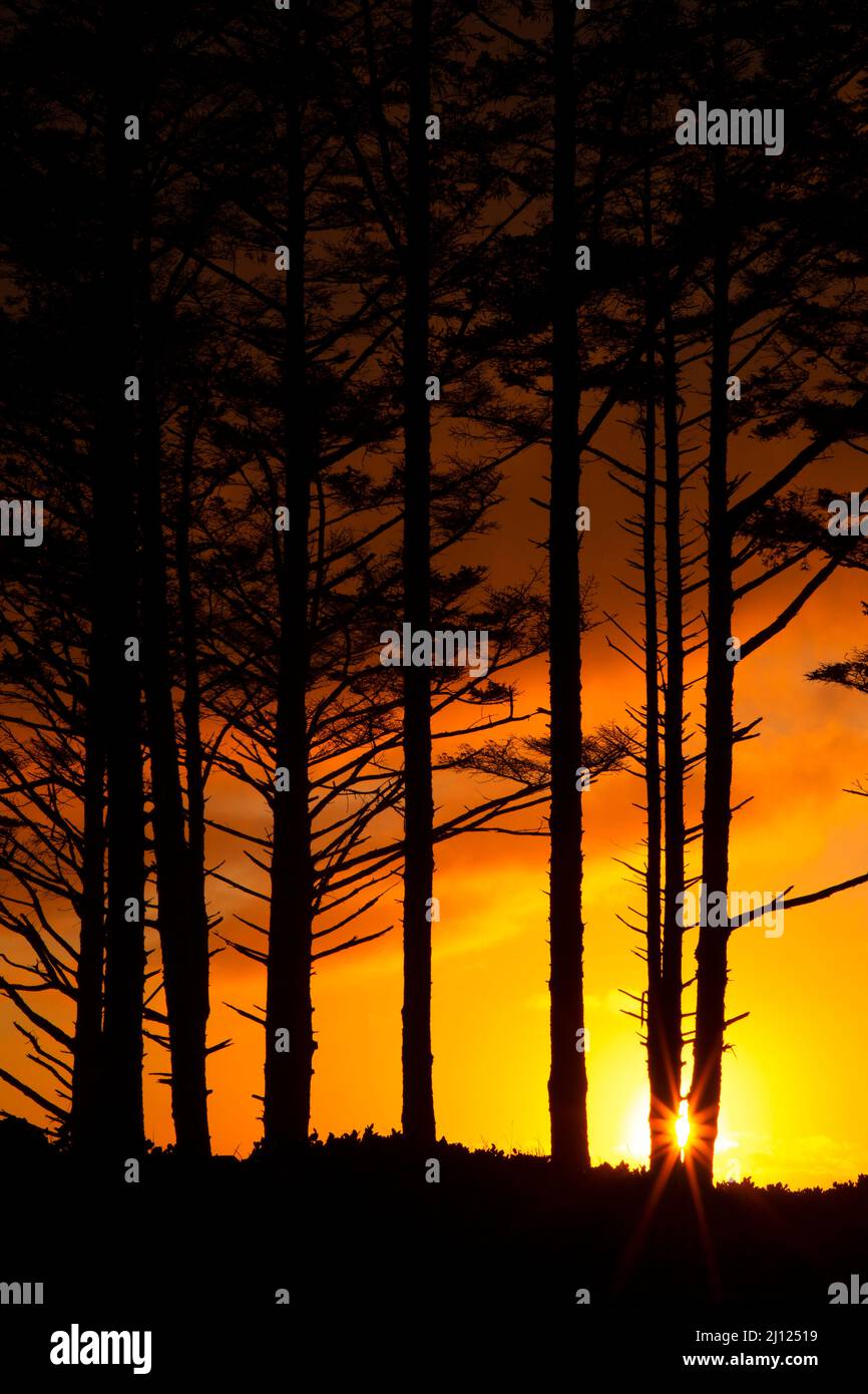 Sitka spruce sunset, Cape Lookout State Park, Oregon Stock Photo - Alamy