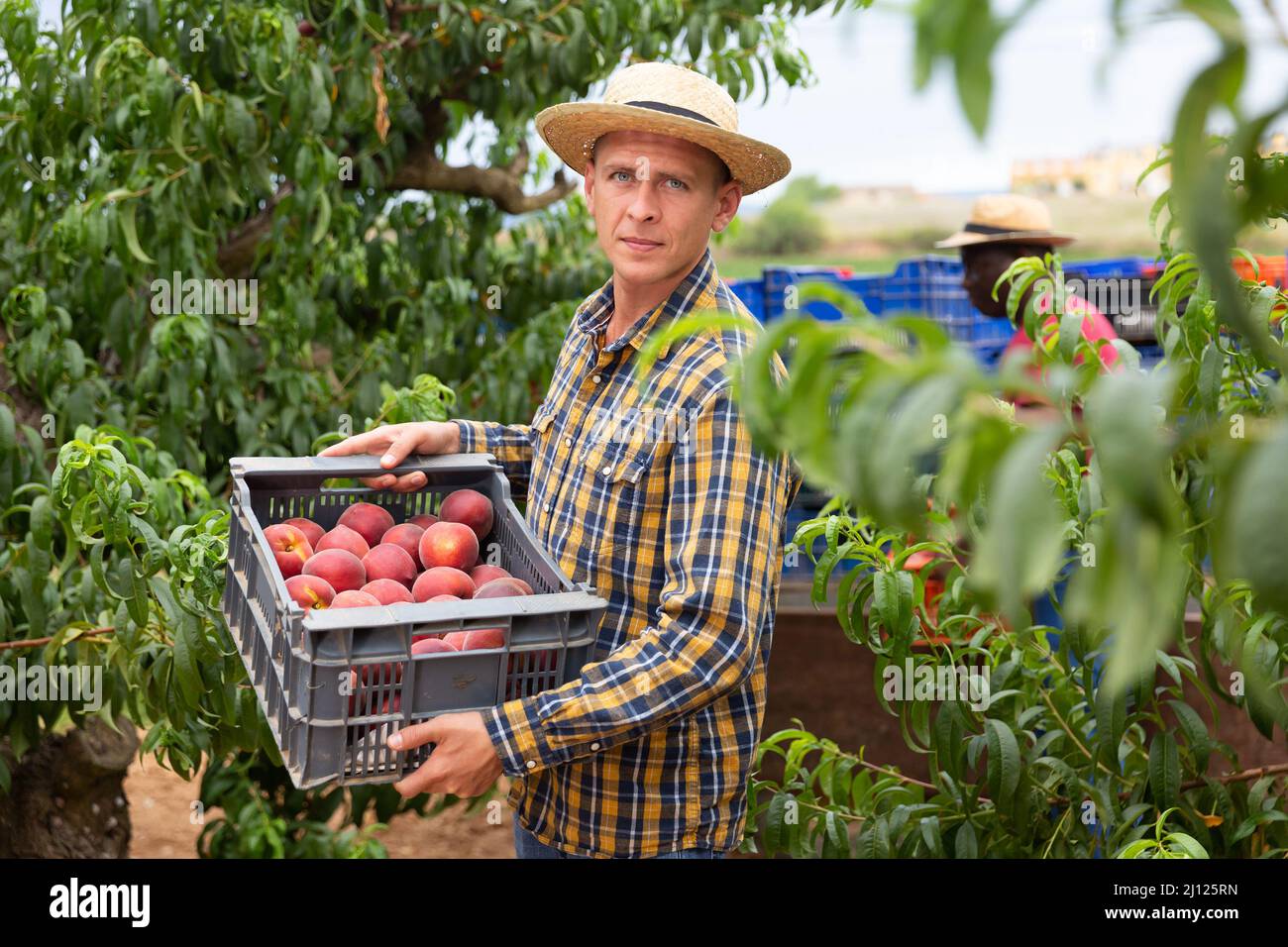 Man holding crate of peaches Stock Photo - Alamy