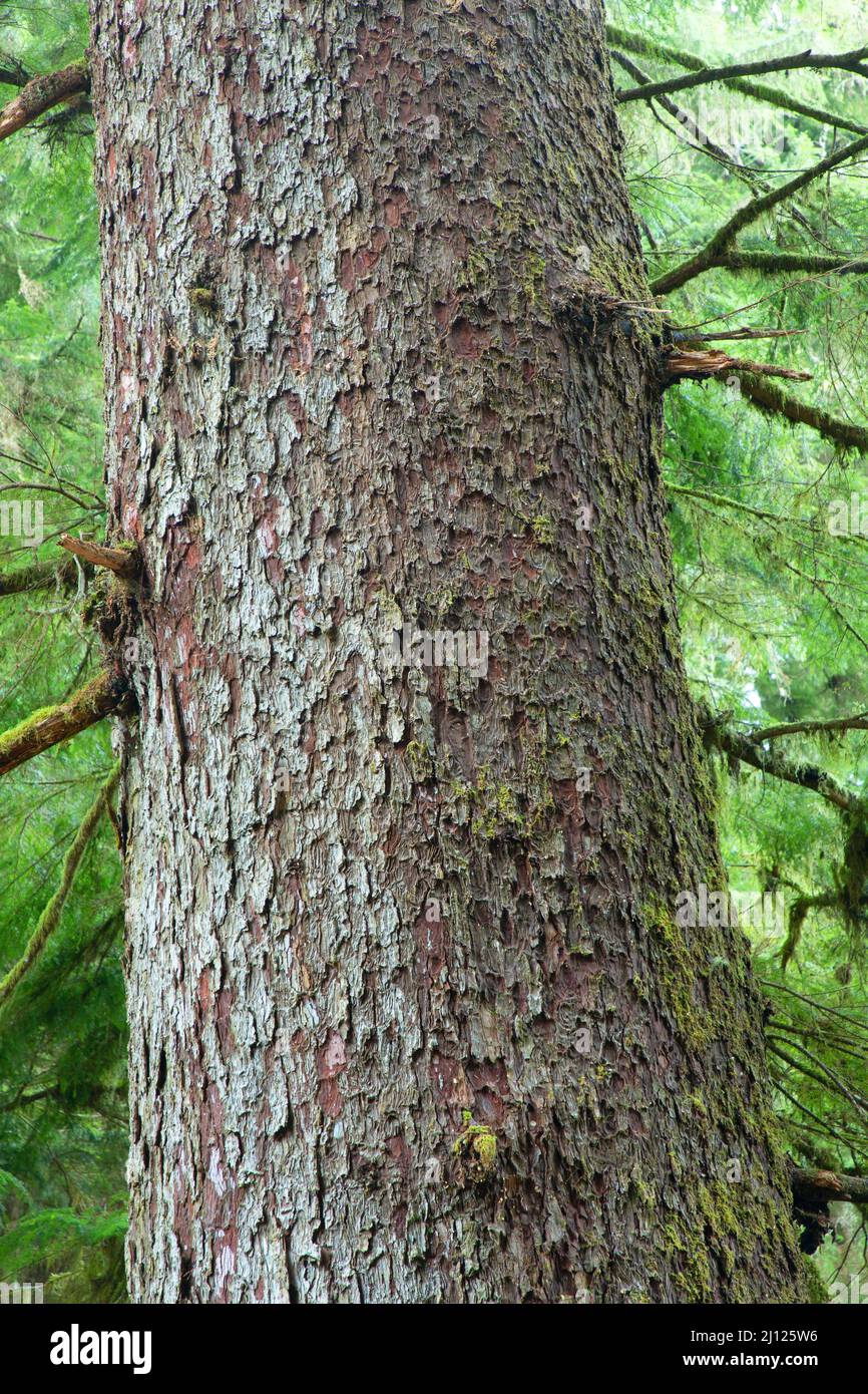 Sitka spruce (Picea sitchensis), Old Growth Cedar Preserve, Rockaway ...