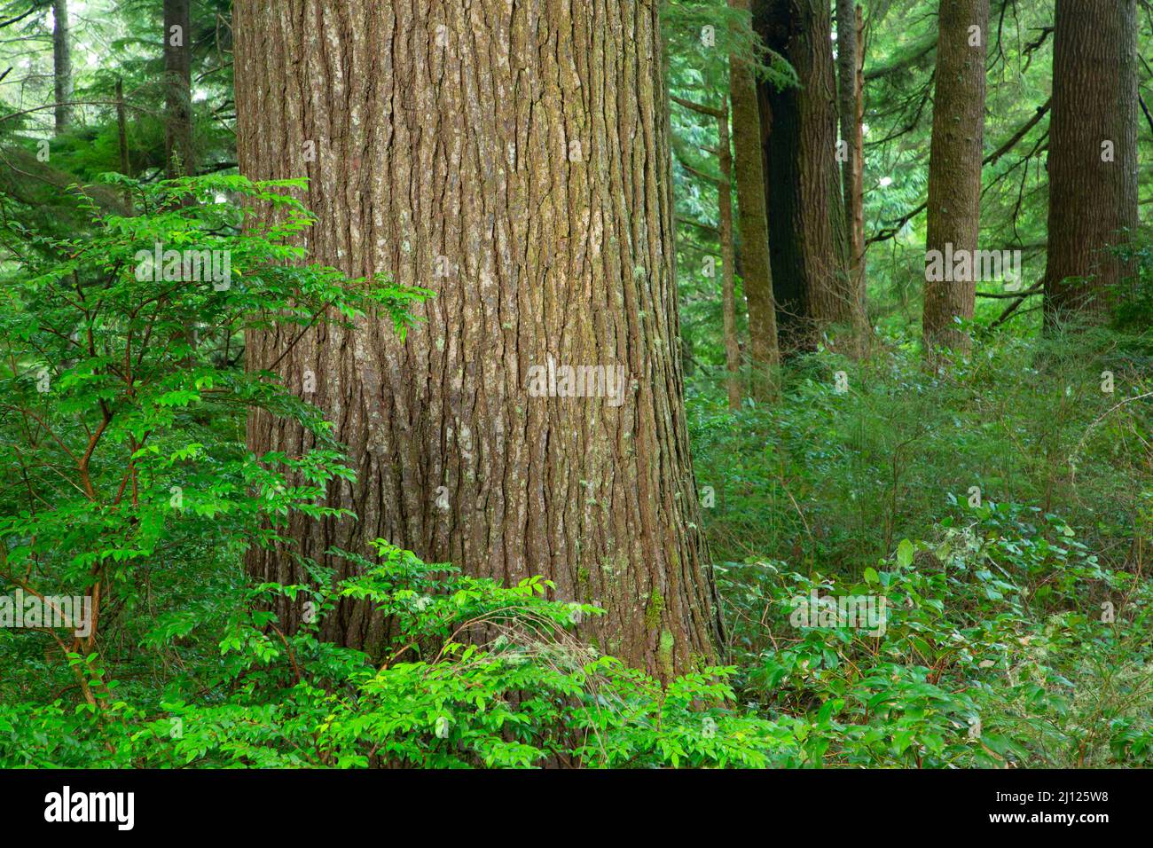Western hemlock (Tsuga heterophylla), Old Growth Cedar Preserve ...