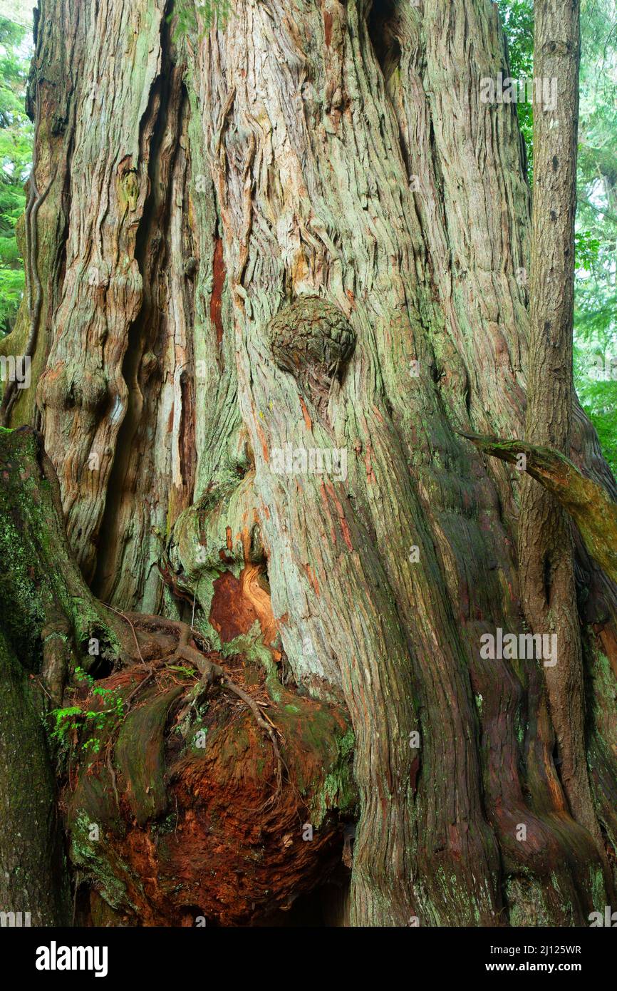 Ancient Western red cedar (Thuja plicata), Old Growth Cedar Preserve ...