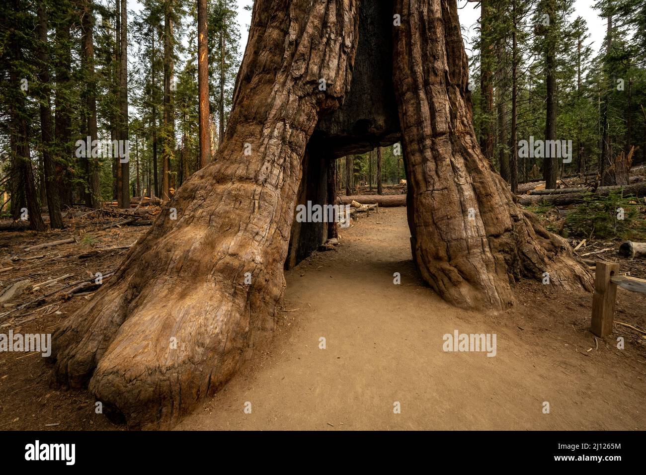 Entry To The Tunnel Tree In Mariposa Grove of Yosemite National Park ...