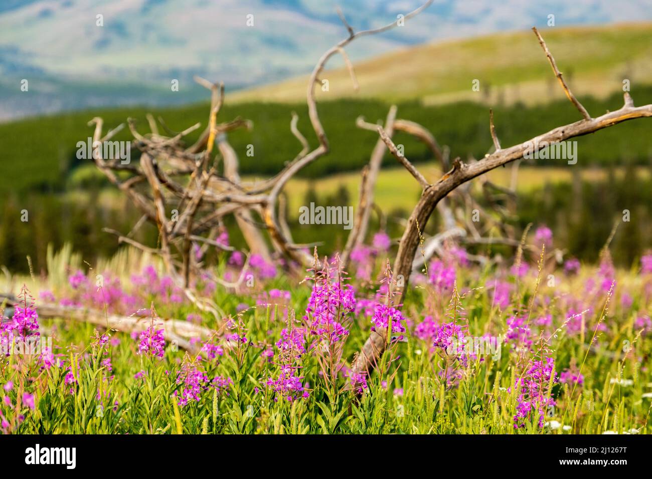 Yellowstone forest fireweed hi-res stock photography and images - Alamy
