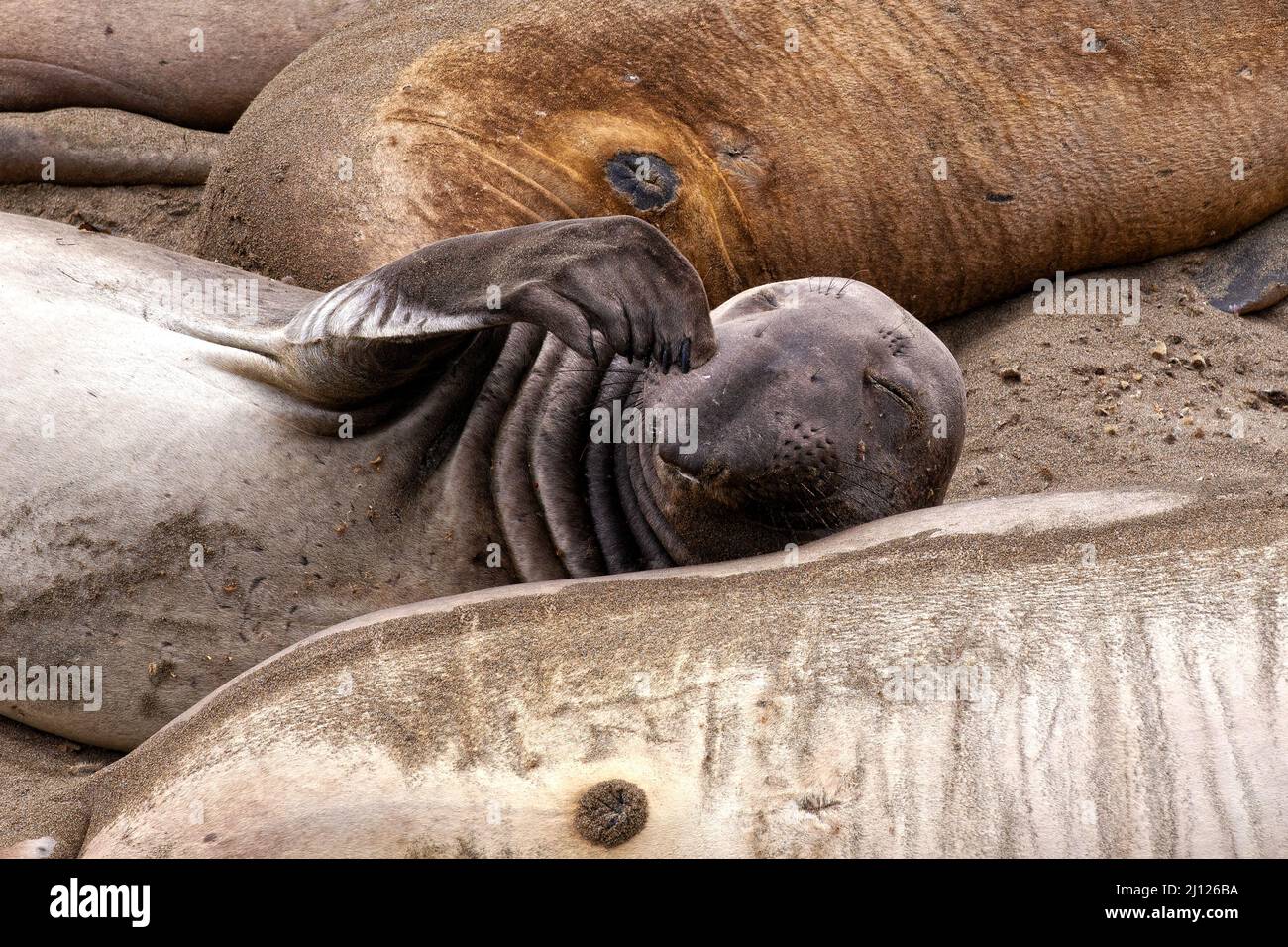 Tapetum hi-res stock photography and images - Alamy