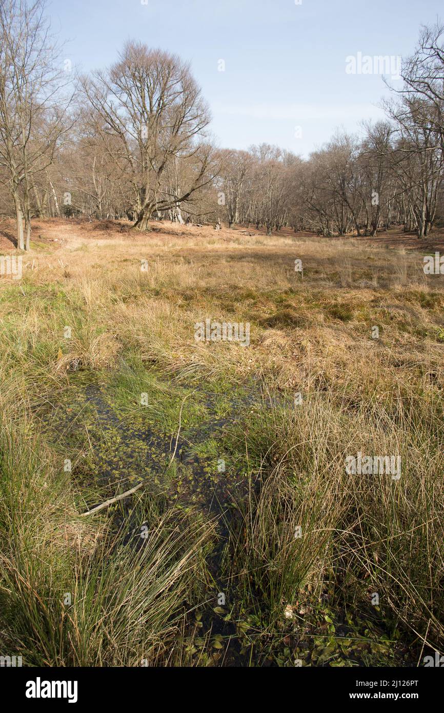 Lodge Road bog Epping Forest Essex Stock Photo - Alamy