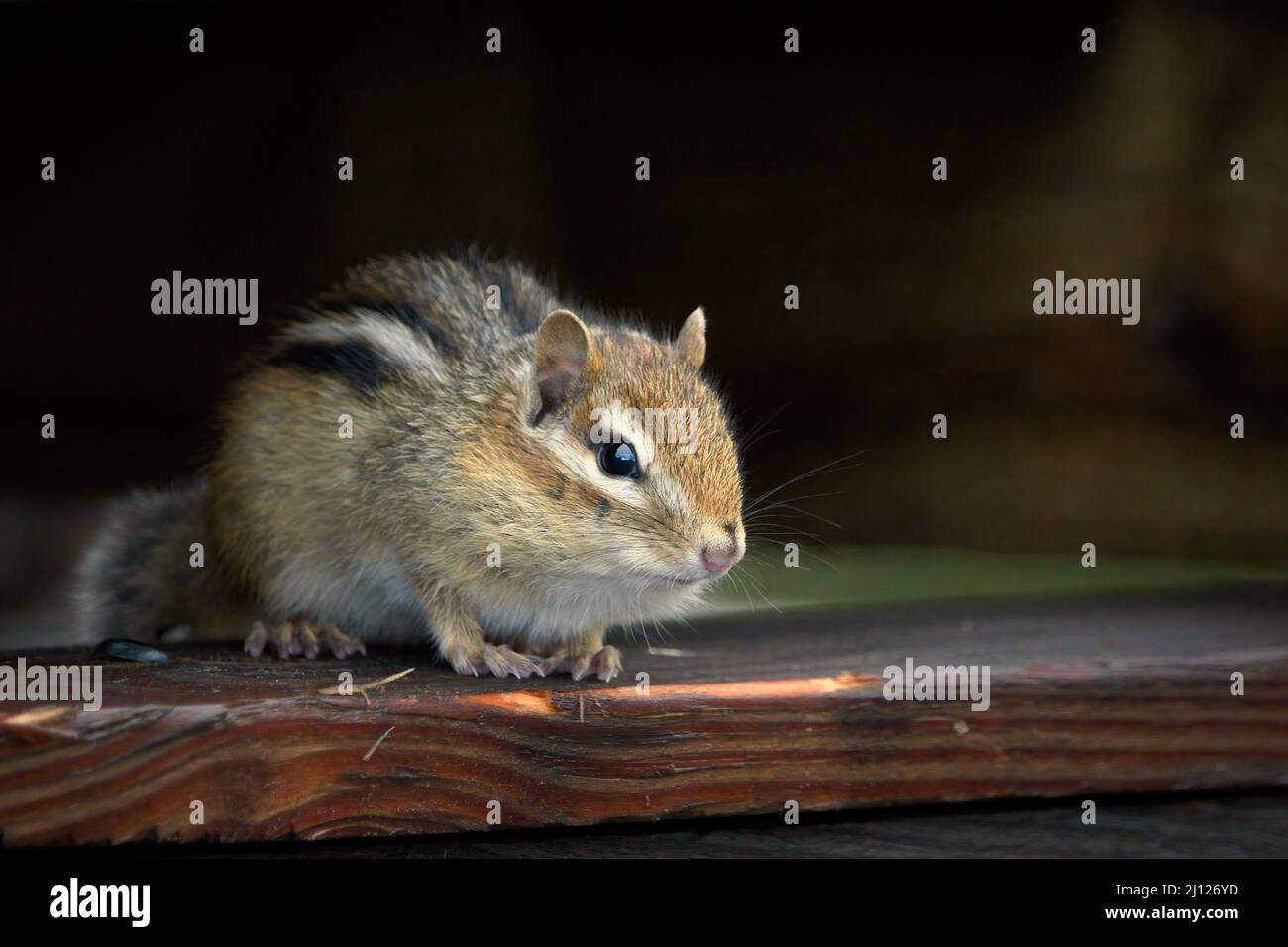 Chipmunk hiding in a wood pallet Stock Photo - Alamy