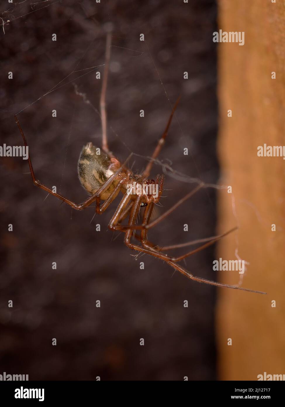 Linyphiidae spider weaving its web in the corner of the living room ...