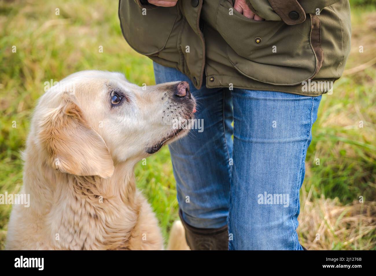 Detail of an elderly Golden Retriever begging for a dog treat Stock ...
