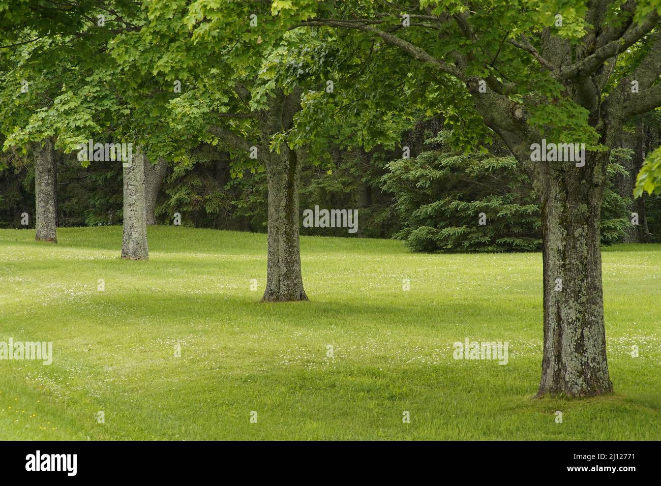 Trees and grass almost glow in the soft overcast light of a rainy day ...