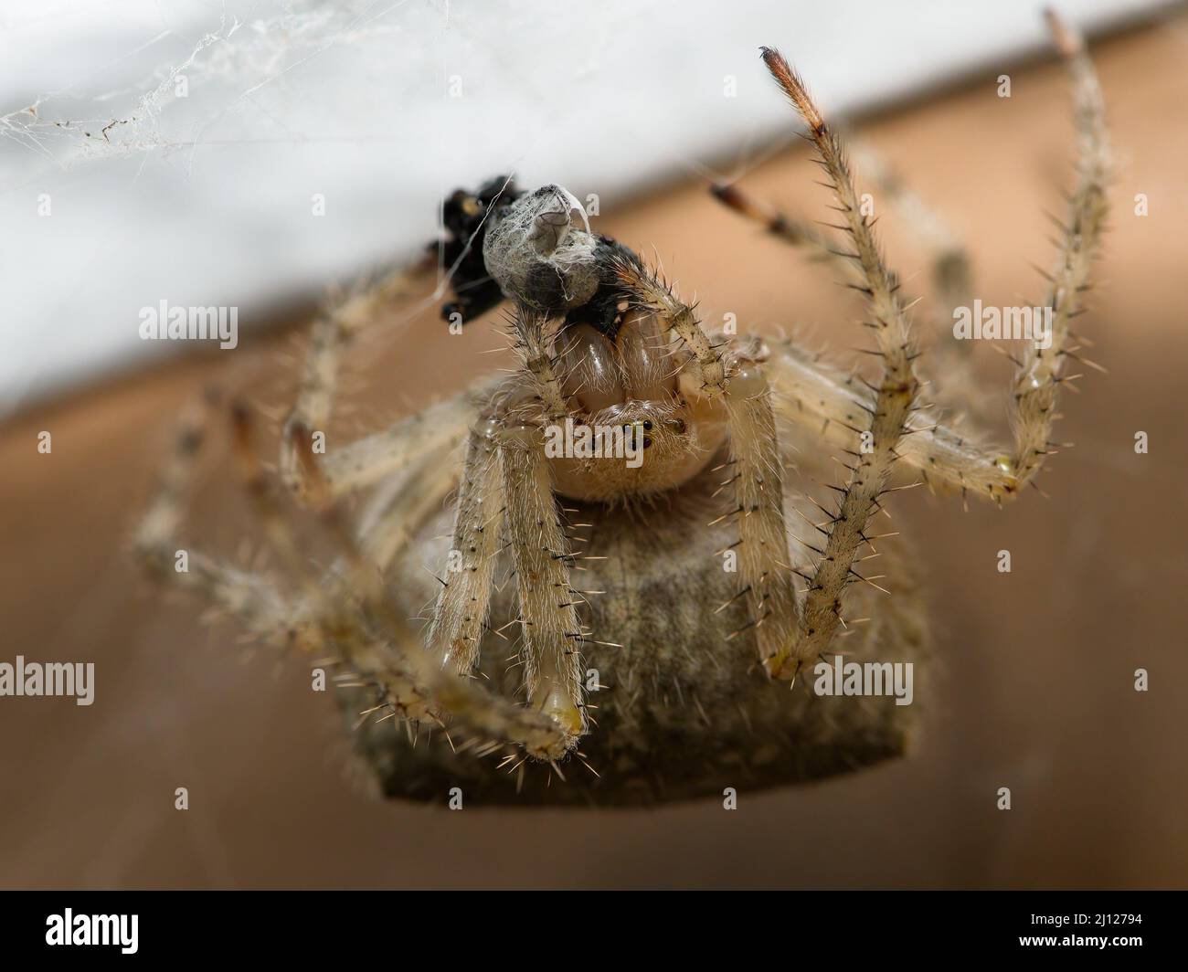 Araneus cavaticus spider with it's prey Stock Photo - Alamy