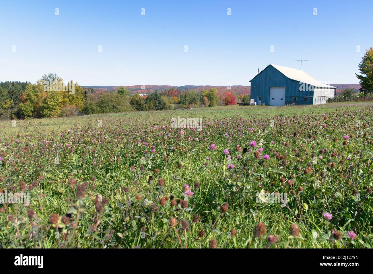 Barn in a flower field Stock Photo - Alamy