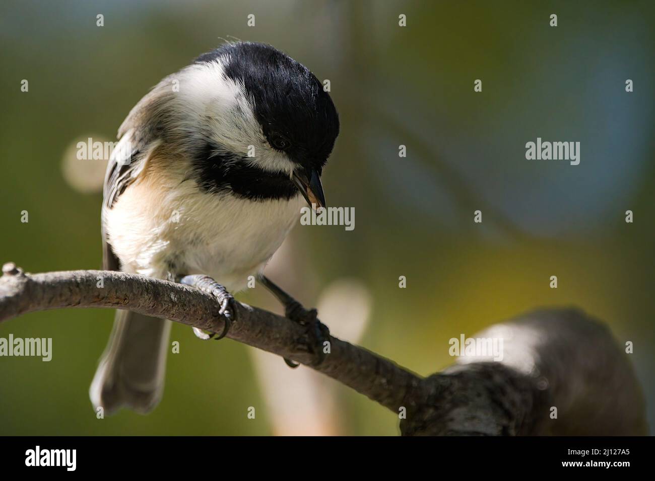Black-capped chickadee holding a sunflower seed in it's beak Stock ...