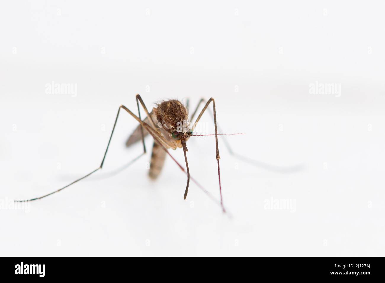 Mosquito resting on the side of a window Stock Photo - Alamy