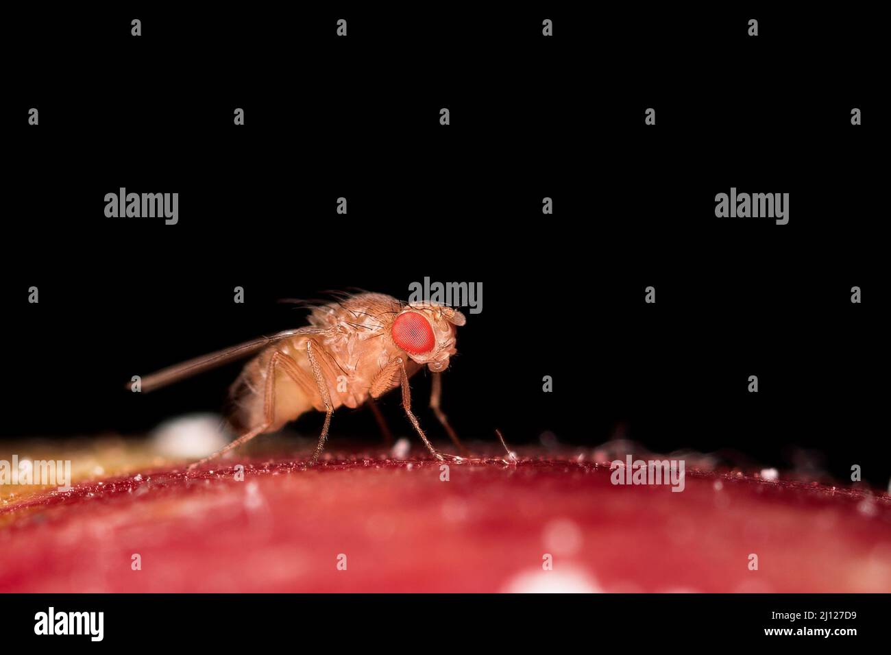 Fruit fly on an apple Stock Photo - Alamy