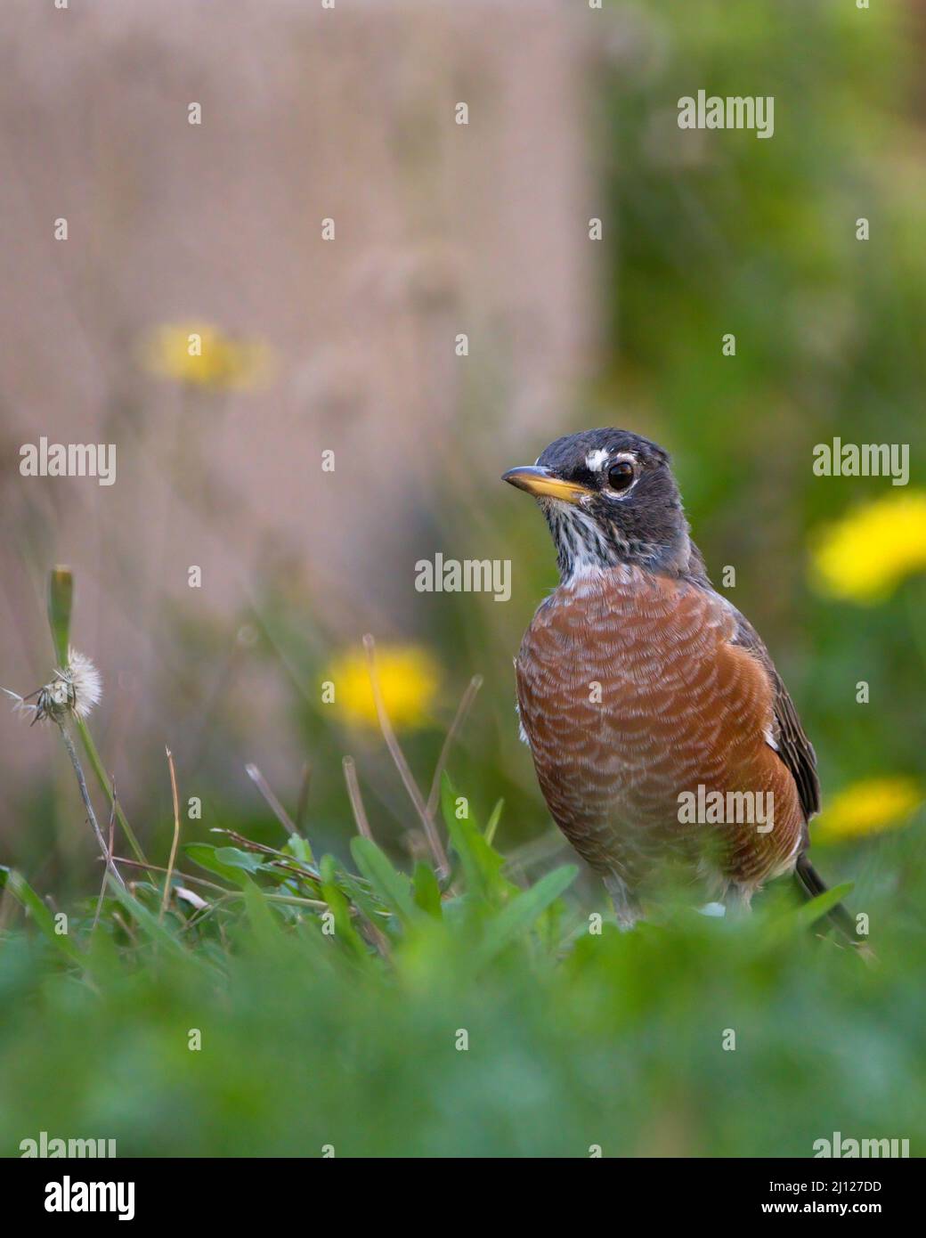 American robin in the grass in front of the house Stock Photo - Alamy