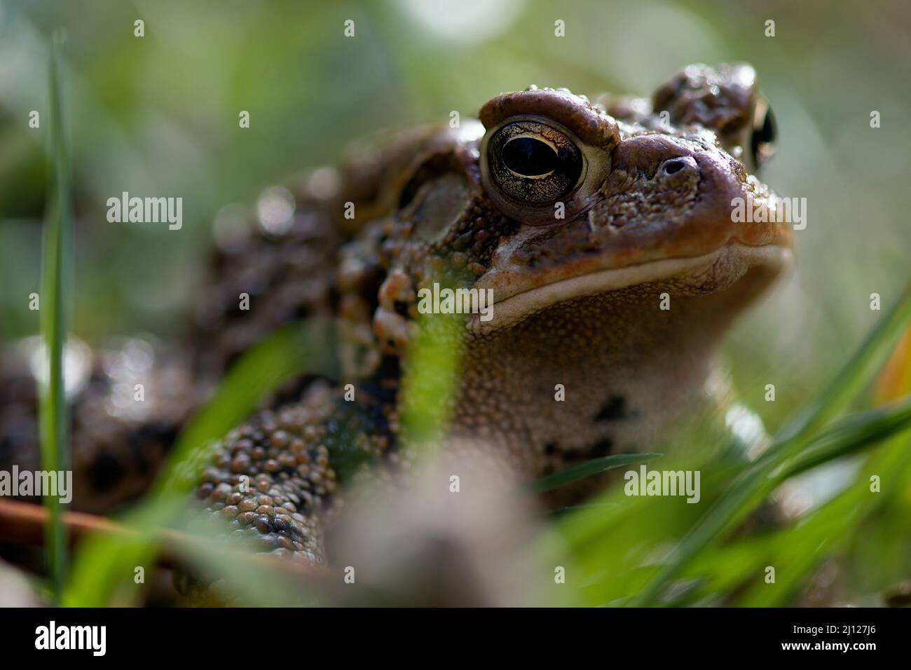 Toad in the grass Stock Photo - Alamy