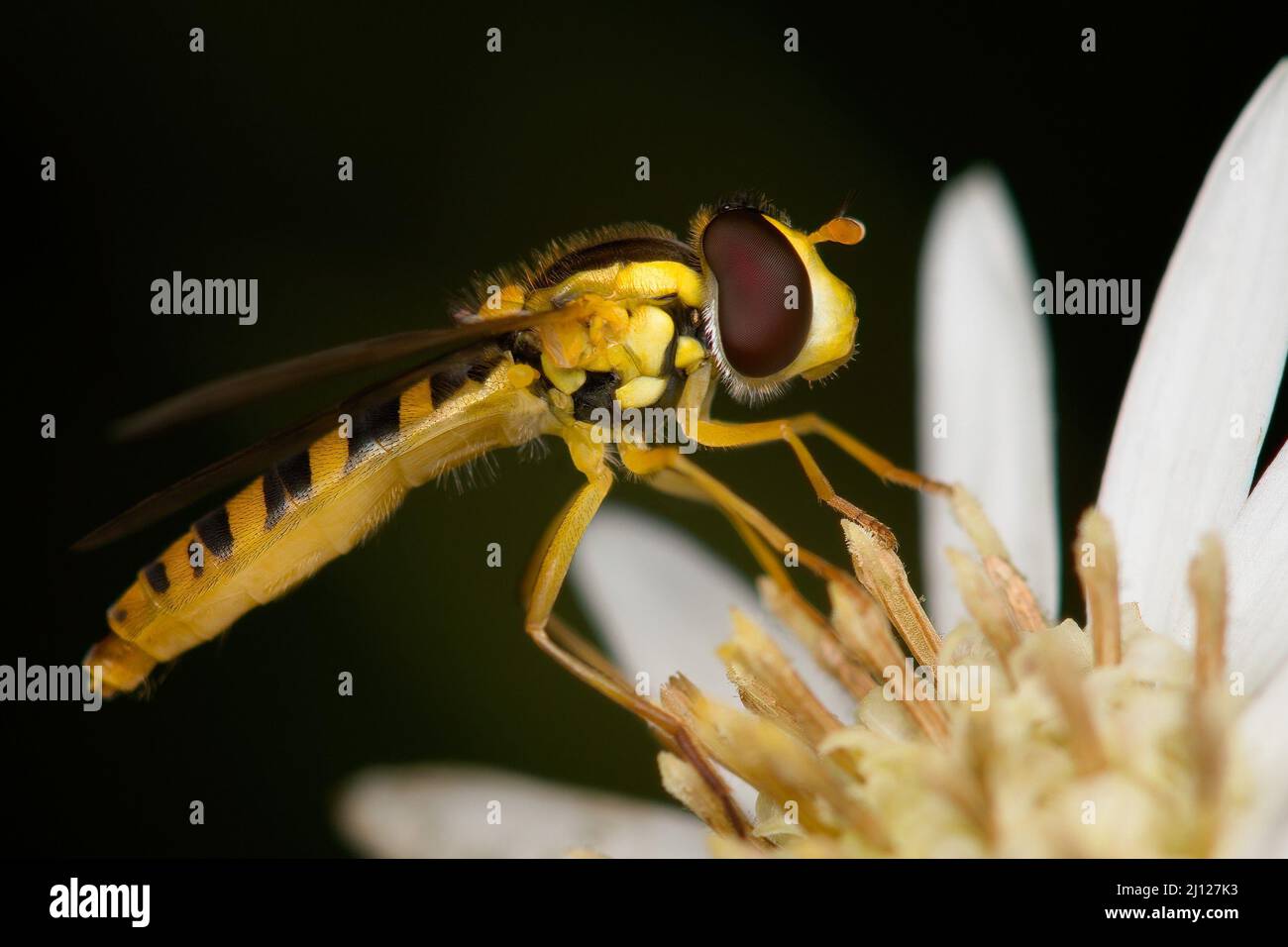 Syrphidae macro hi-res stock photography and images - Alamy