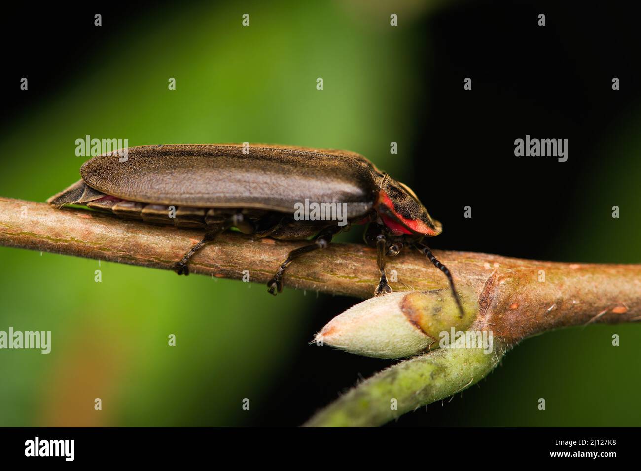 Lampyridae hi-res stock photography and images - Alamy