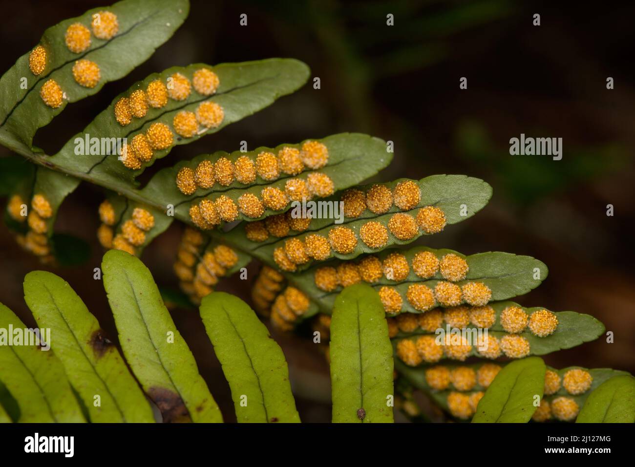 Fern spores hi-res stock photography and images - Alamy