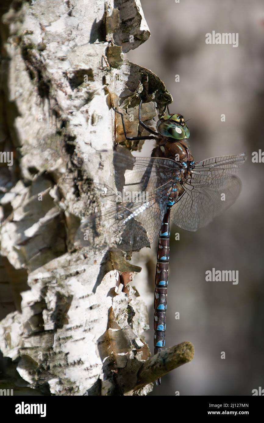 Aeshnidae hi-res stock photography and images - Alamy