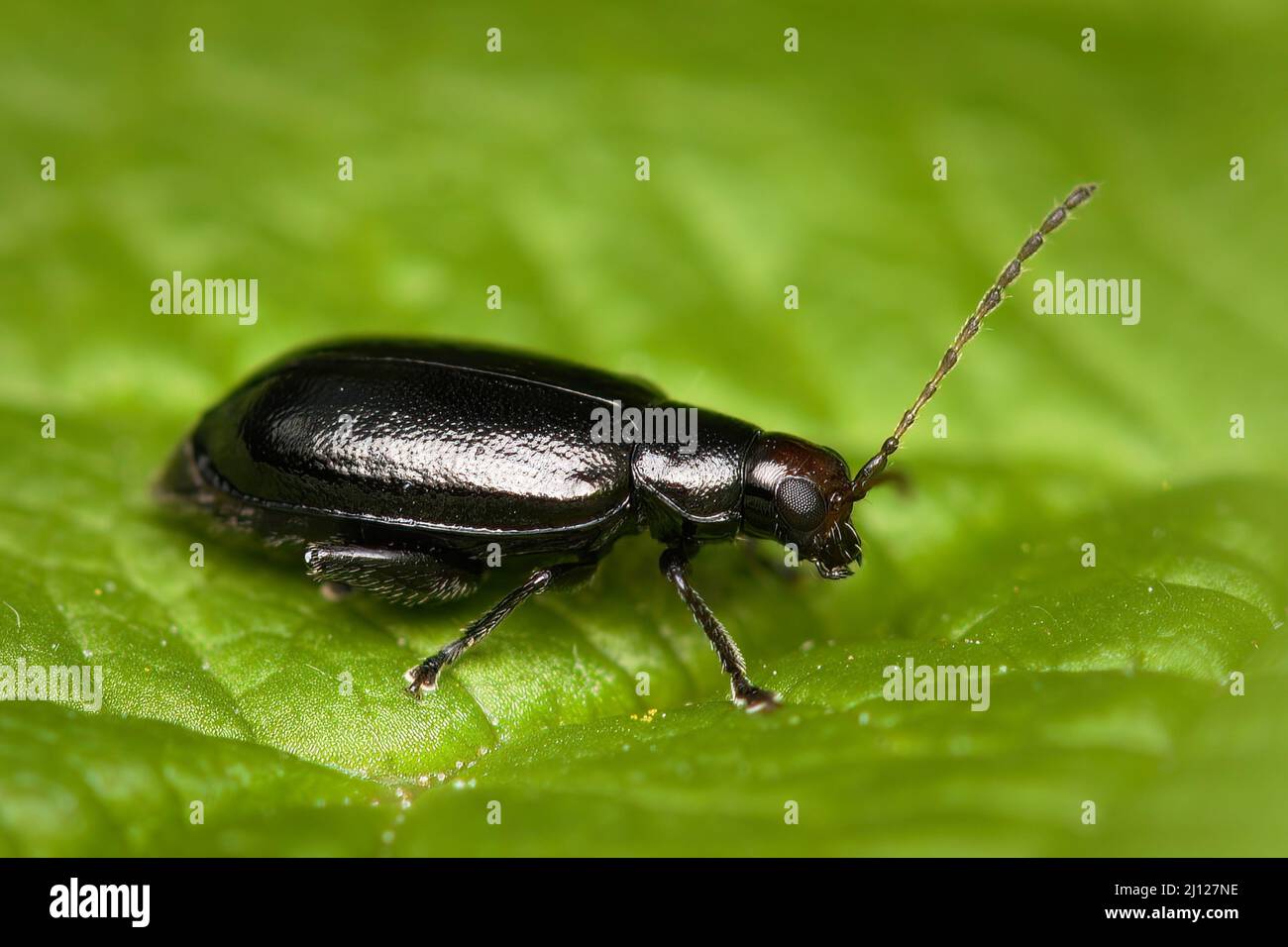 Chrysomelidae hi-res stock photography and images - Alamy
