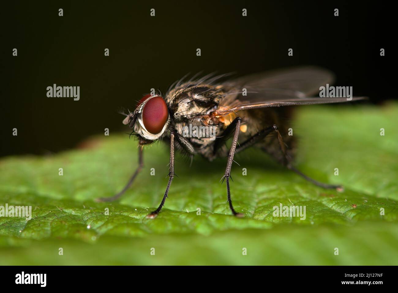 Hairs on leaf hi-res stock photography and images - Alamy