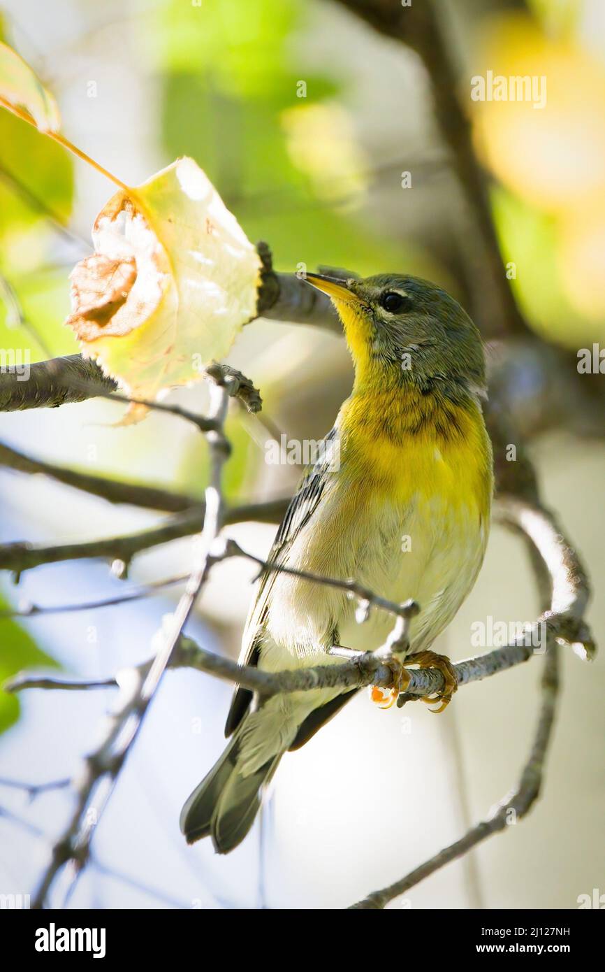 Northern parula hi-res stock photography and images - Alamy