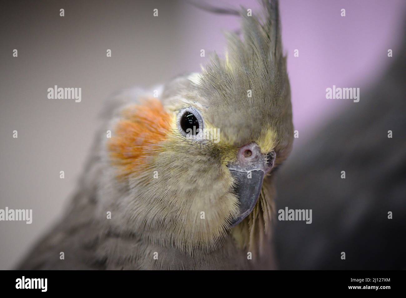 Cockatiel show hi-res stock photography and images - Alamy