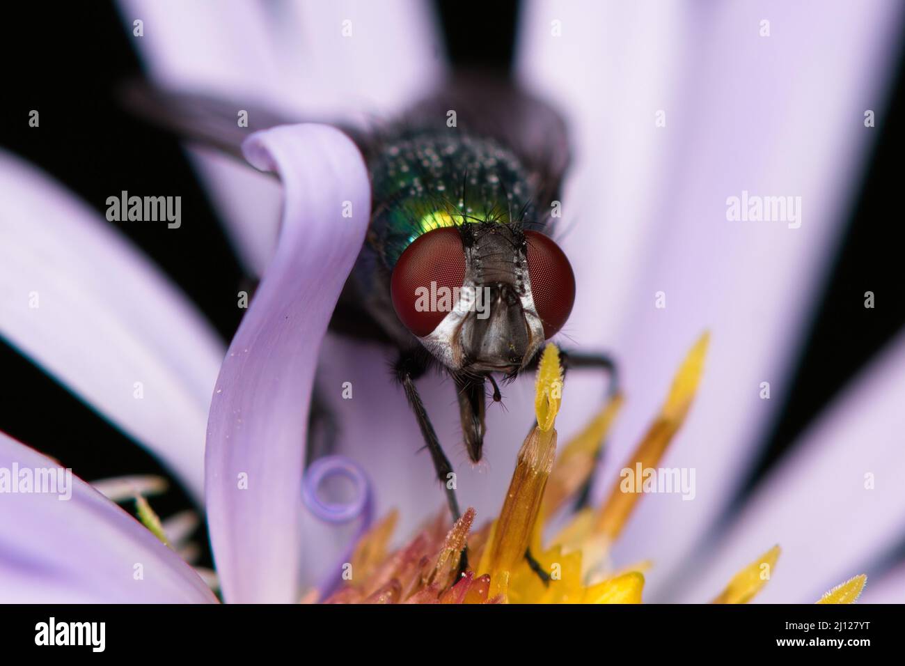Lucilia sericata on a purple wildflower Stock Photo - Alamy