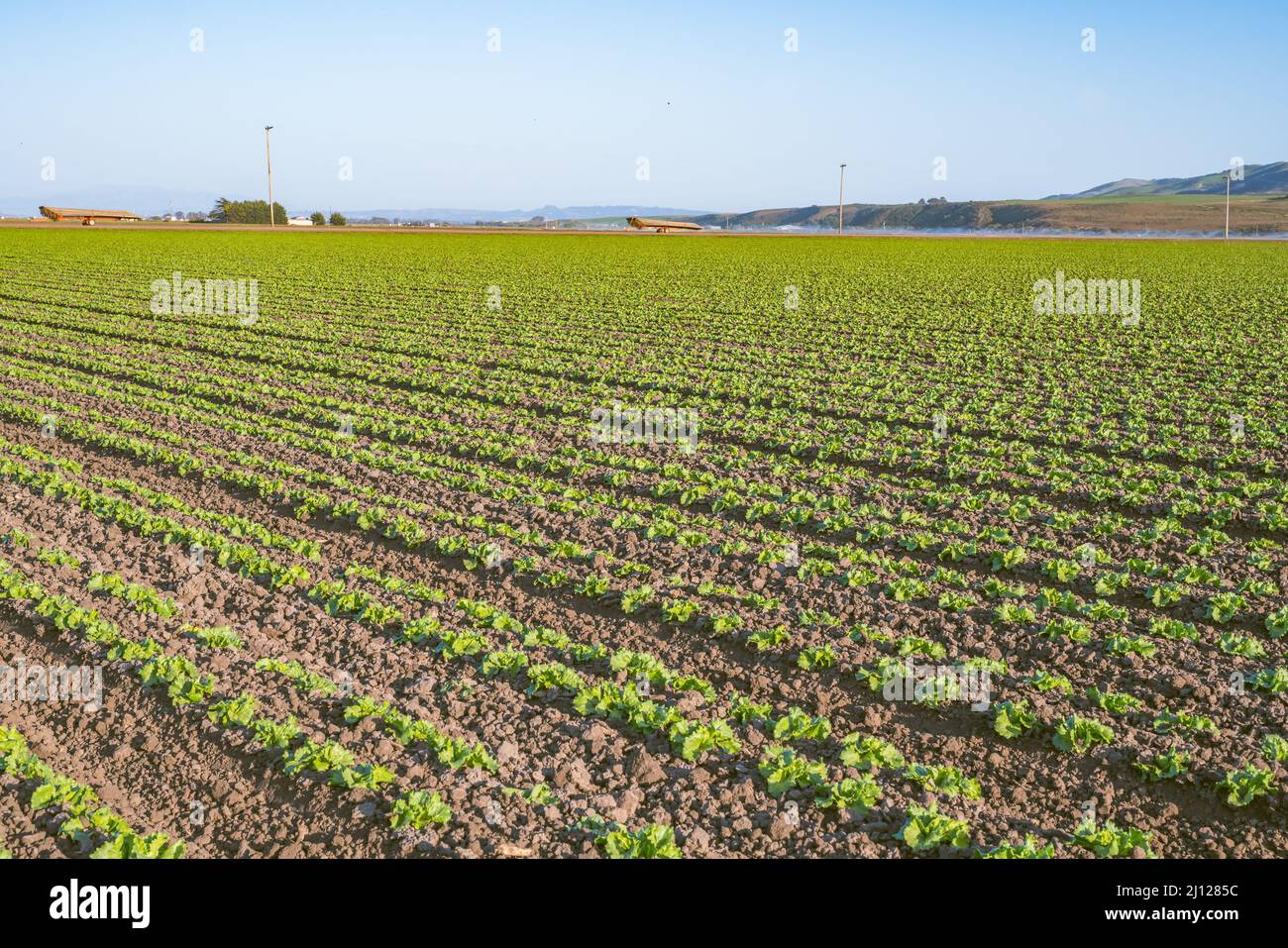 Agricultural field with young cabbage plants in sunny day in Santa ...