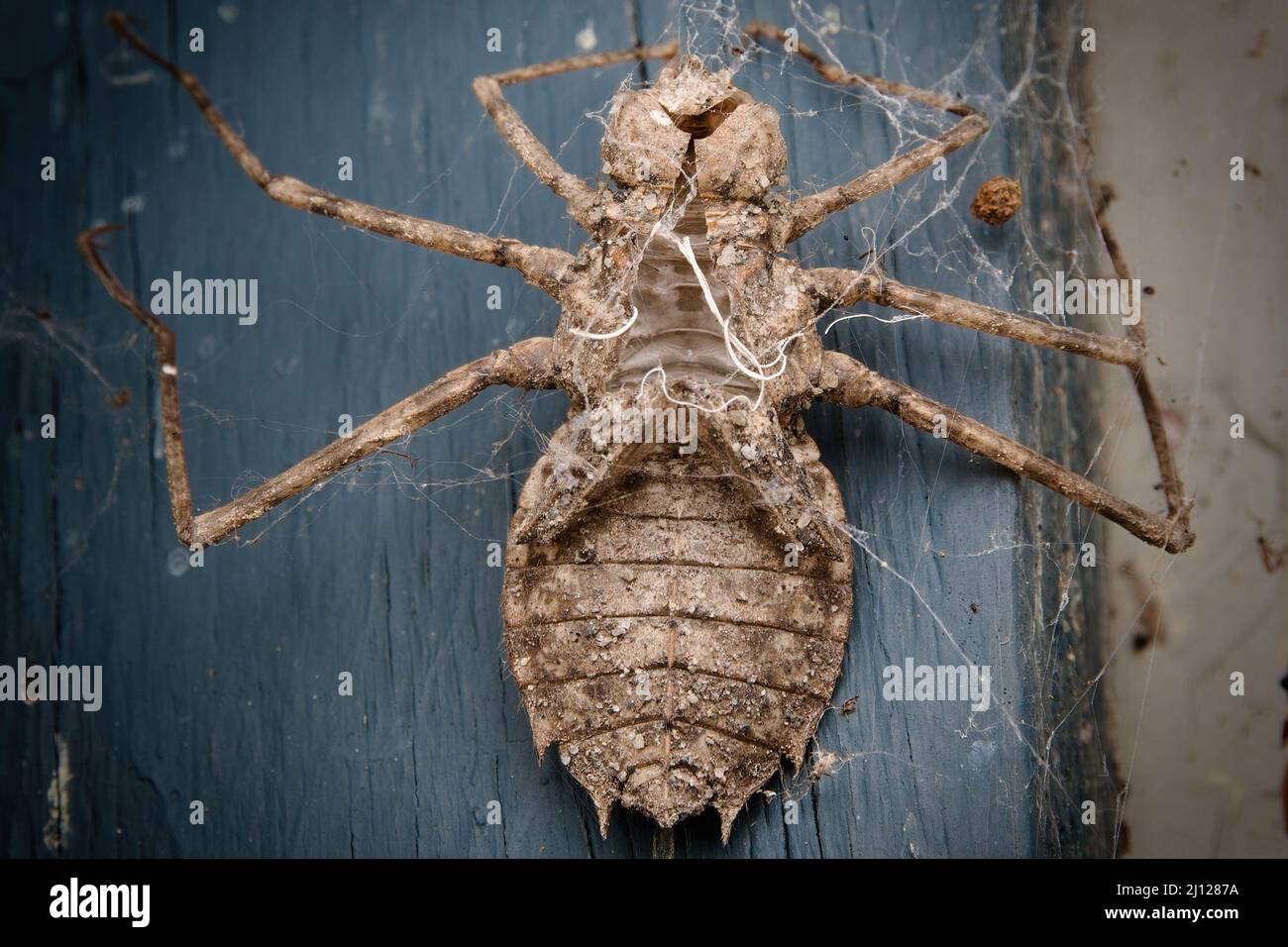 Exuvia of an insect Stock Photo - Alamy