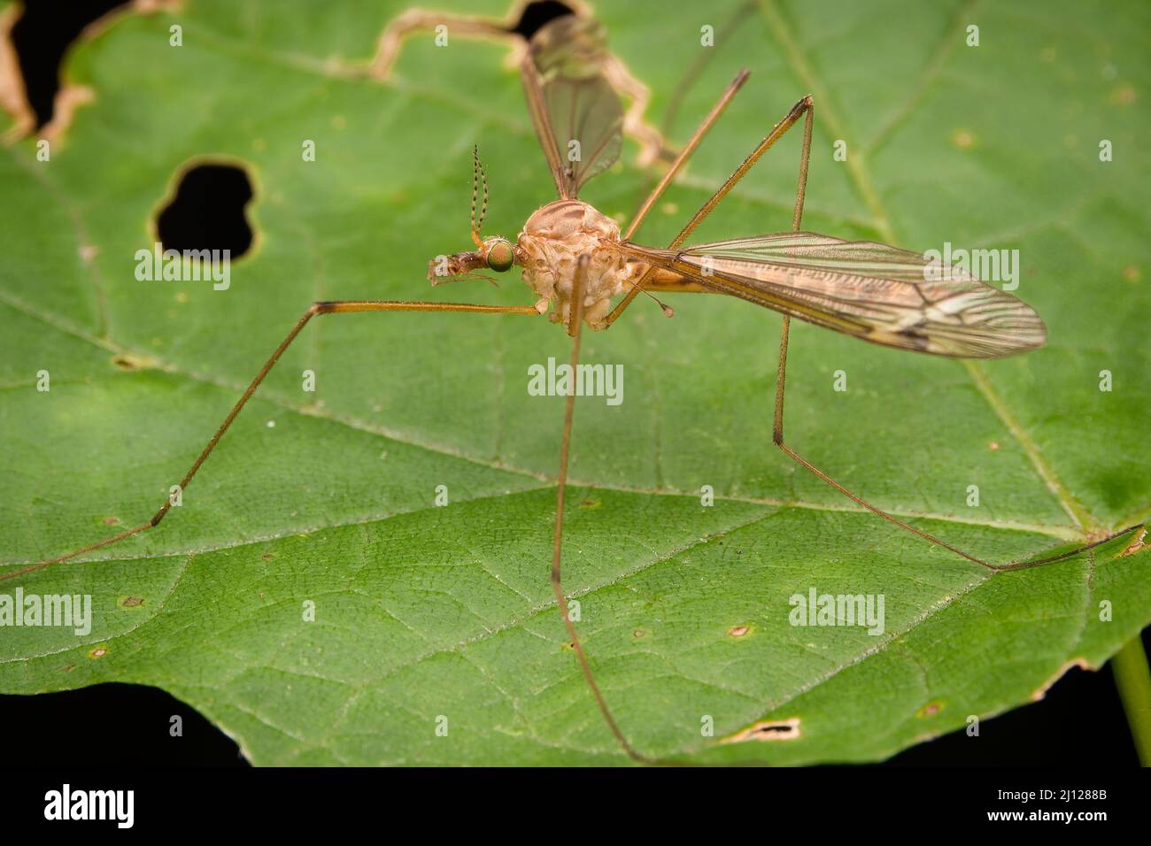 Missing leg hi-res stock photography and images - Alamy