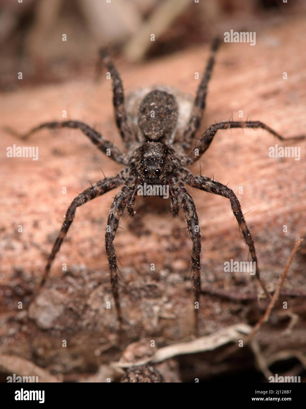 Wolf spider eyes hi-res stock photography and images - Alamy