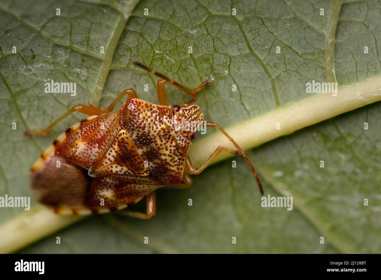 Shield bug under a leaf Stock Photo - Alamy